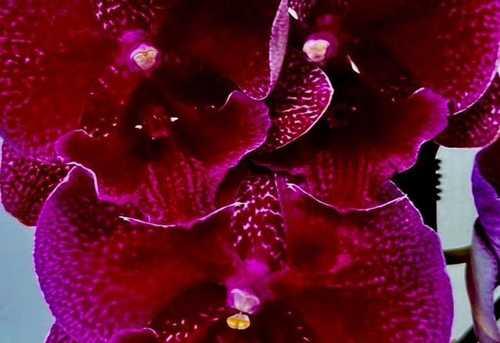 Орхидея Phal. Tying Shin Galaxy