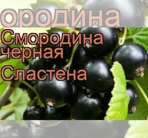 Саженцы чёрной смородины Сластёна