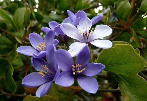 Домашний цветок - Гваякум (редкий)