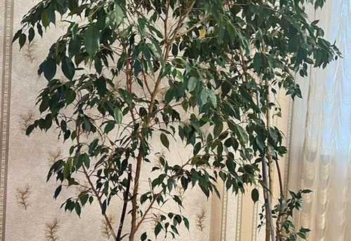 Фикус бенджамина большое дерево
