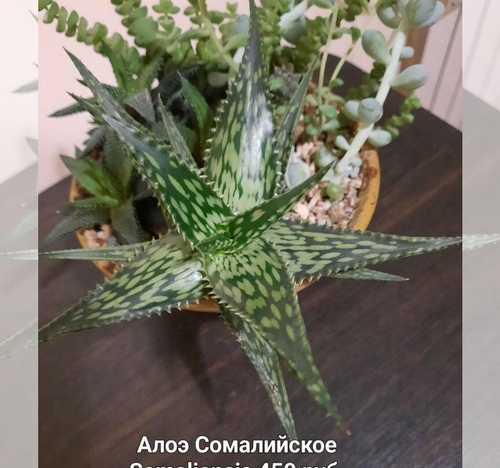 Алое разные виды