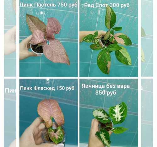 Сингониумы разные сорта