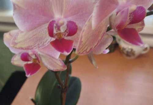 Орхидея фаленопсис пират