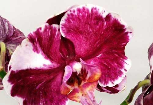 Орхидея фаленопсис А-ля шоколад
