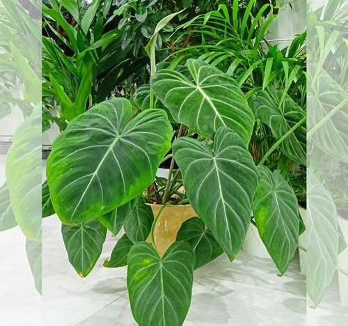 Филодендрон глориосум (Philodendron Gloriosum)