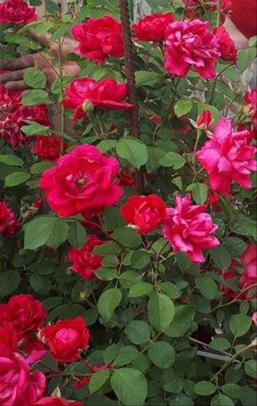 Роза плетистая Фламентанц,красно-малиновая