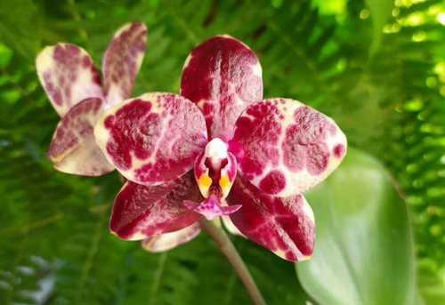 Орхидея фаленопсис Mityo Diamond 'Black Snake'