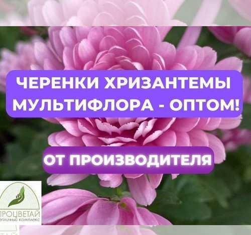 Черенки хризантемы мультифлора для открытого грунта