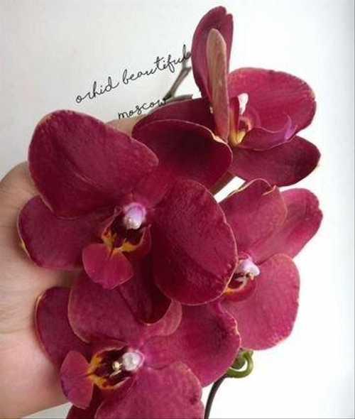 Орхидея фаленопсис Tunis (Ola)