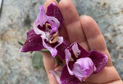 Орхидея фаленопсис Gorgeous пелор