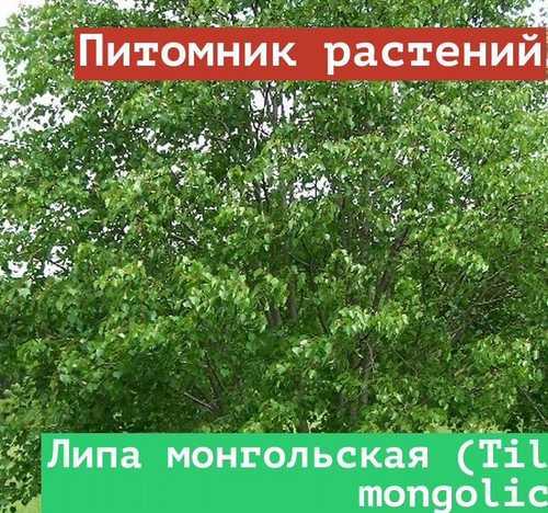 Саженцы Липа монгольская (Tilia mongolica)