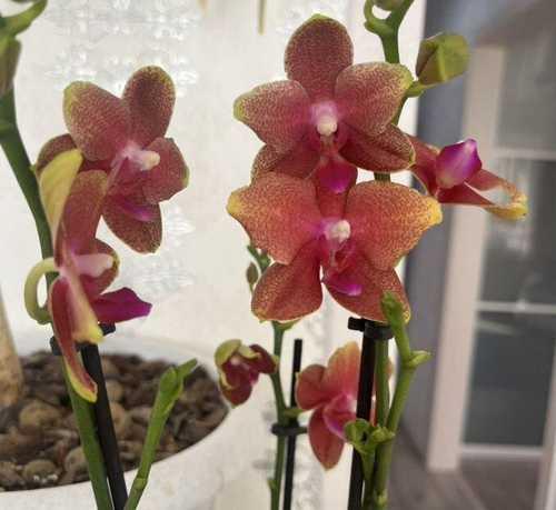 Орхидея фаленопсис Бронзовый будда
