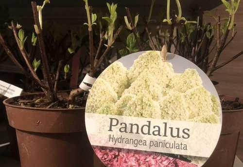 Orig. Европа Гортензия Pandalus Pandora Panflora