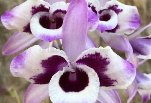 Орхидея. Дендробиум. пелорик Dendrobium nobile v