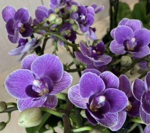 Орхидея Вайлет квин
