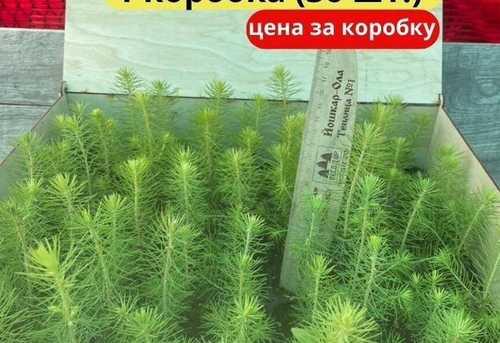 Сеянцы сосны зкс от производителя