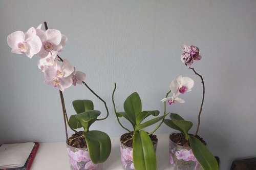 Орхидеи Мики сортовые и обычные