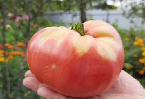 Семена крупноплодного томата "Минусинский "