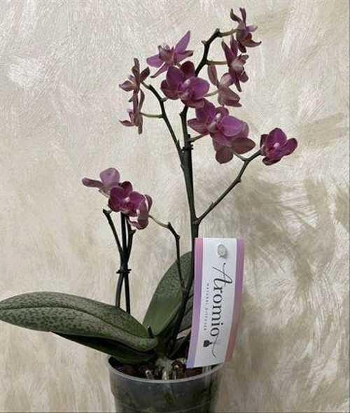 Орхидея парфюмерная фабрика Диффюжн
