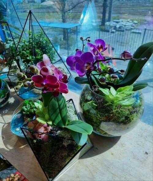 Флорариумы с орхидеями