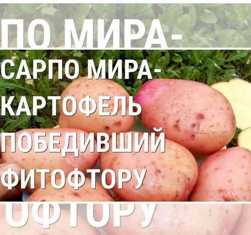 Картофель Сарпо Мира