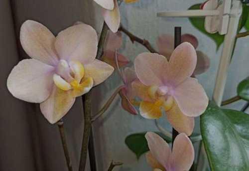 Орхидея фаленопсис фабрика