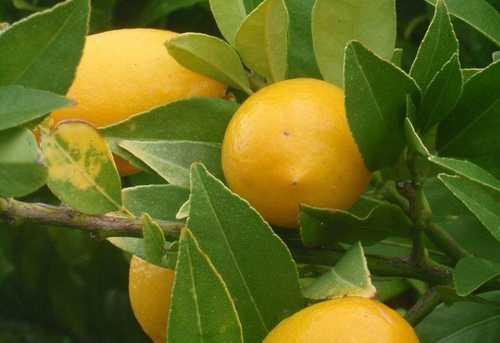 Саженцы лимонов оптом по России