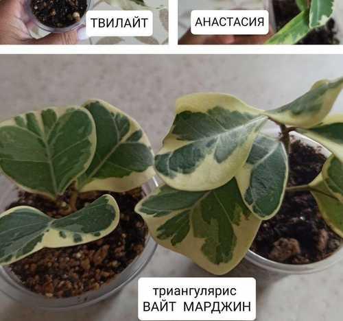 Сортовые фикусы