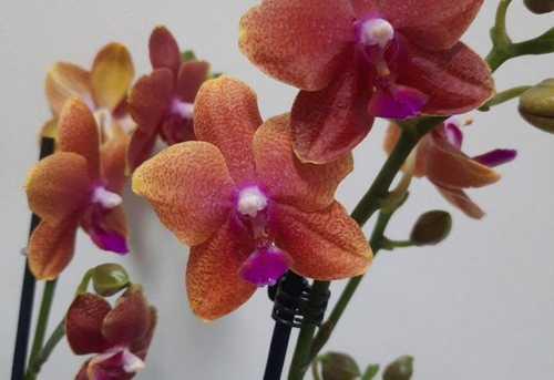 Орхидея ароматная Бронзовый Будда
