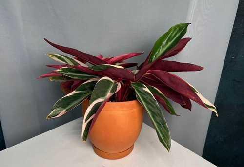 Строманта триостар комнатное растение