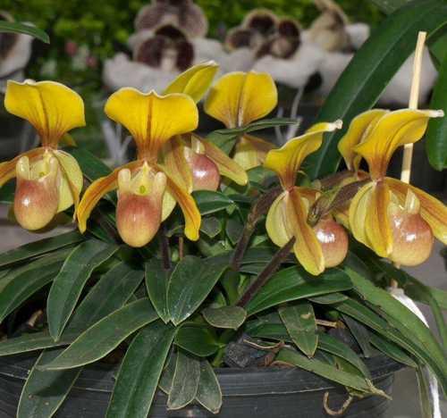 Орхидея paphiopedilum 2 вида