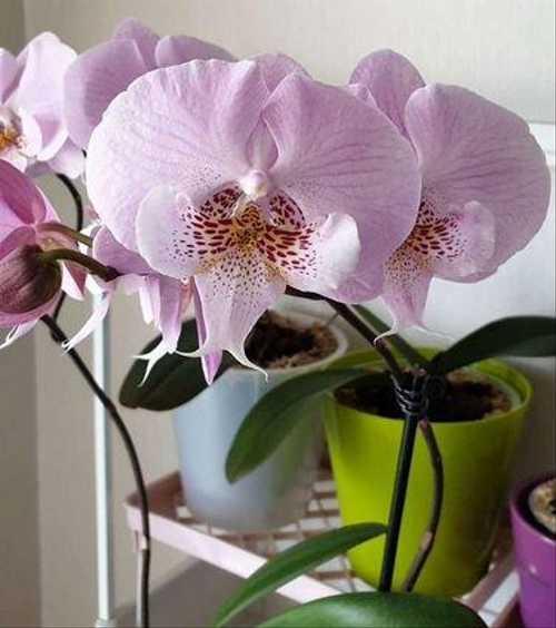 Орхидея фаленопсис Younghome Princess