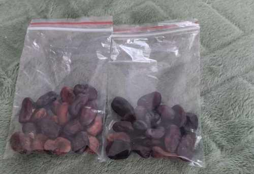 Семена чёрных бобов