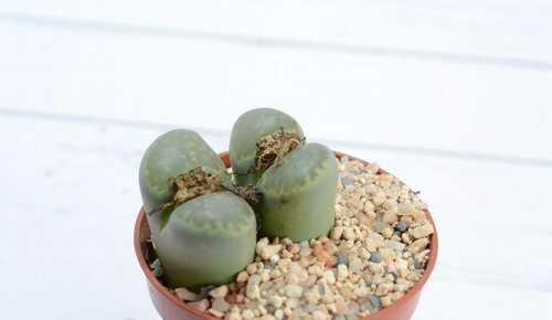Lithops sp. (Литопс) (SCT29211)
