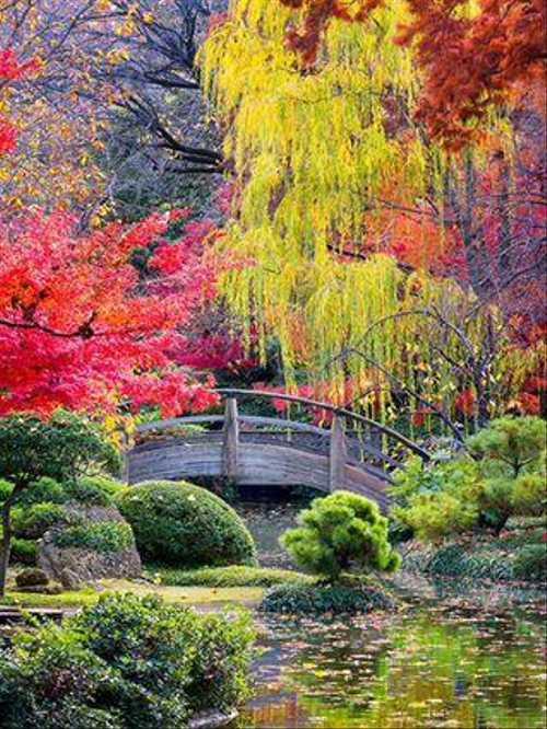 Японский сад,клумба, растения