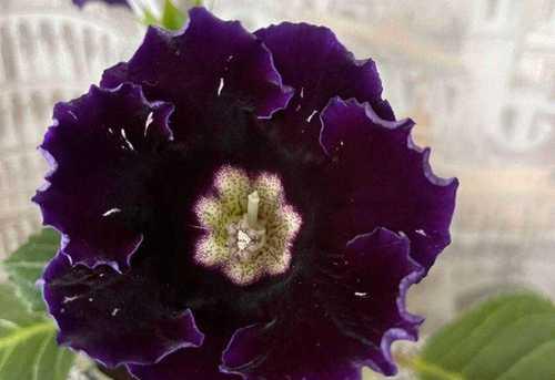 Глоксиния принц Альберт фиолетовая в цвету
