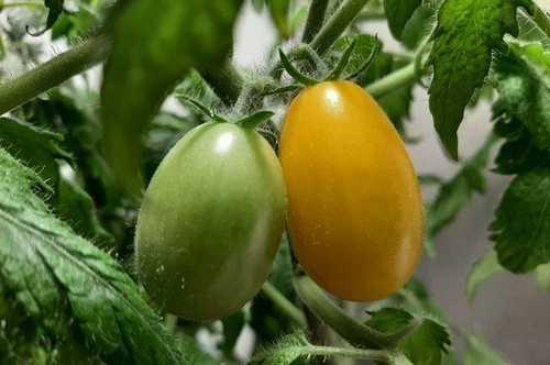 Свежие семена томата Ампельмон