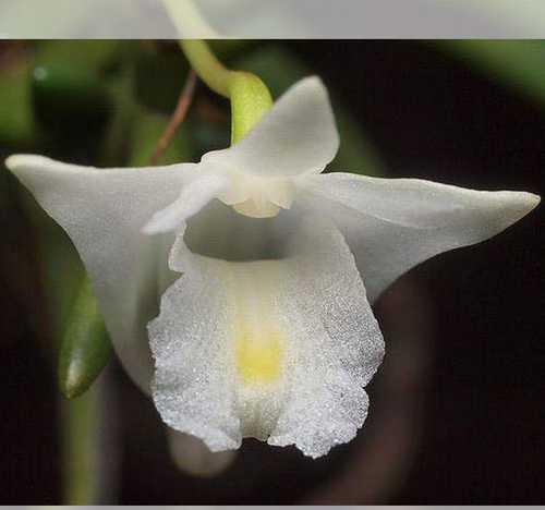 Орхидея Dendrobium kentrophyllum