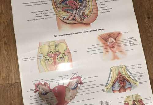 Плакаты медицинские