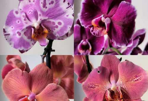 Орхидеи фаленопсис сортовые цветущие