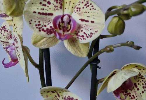 Орхидея Мариола