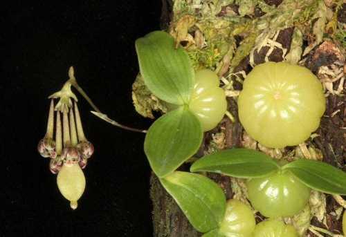 Микро орхидея Bulbophyllum physometrum