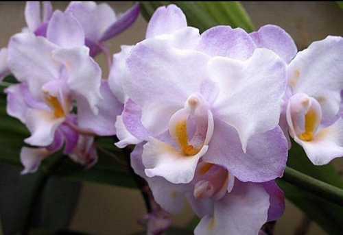 Орхидея Liu s Sakura KF не цветёт