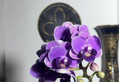 Орхидея фаленопсис Violet Queen