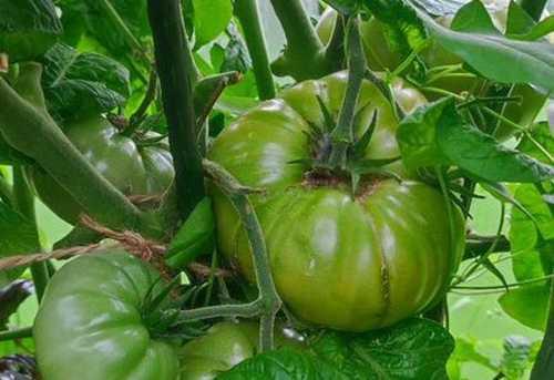 Семена зелёных сортов томатов. Очень вкусные