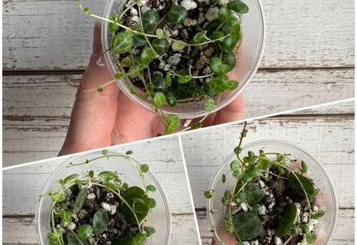 Пеперомия Прострата / Peperomia Prostrata