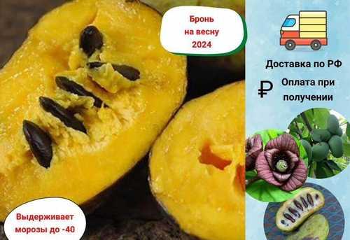 Саженцы Азимины, Русское манго