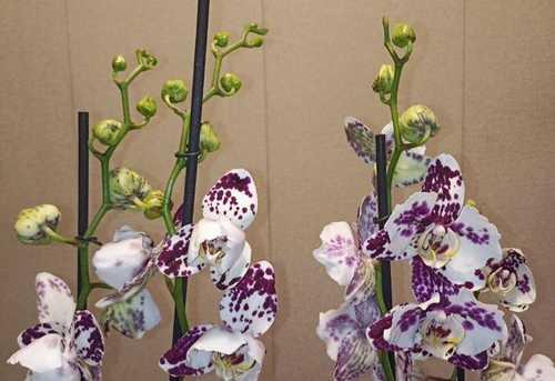 Орхидеи бабочка и Пелор, 2 цветоноса,здоровье на 5