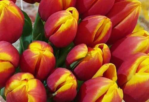 Тюльпаны на 8 Марта букеты
