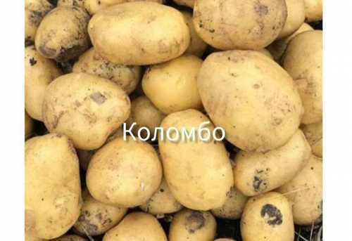 Картофель на семена семенной